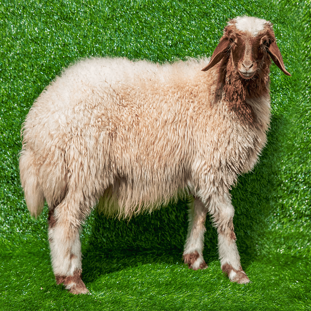 Fresh Meat from Al Naimi Sheep: Quality and Taste in Abu Dhabi | Naimi ...