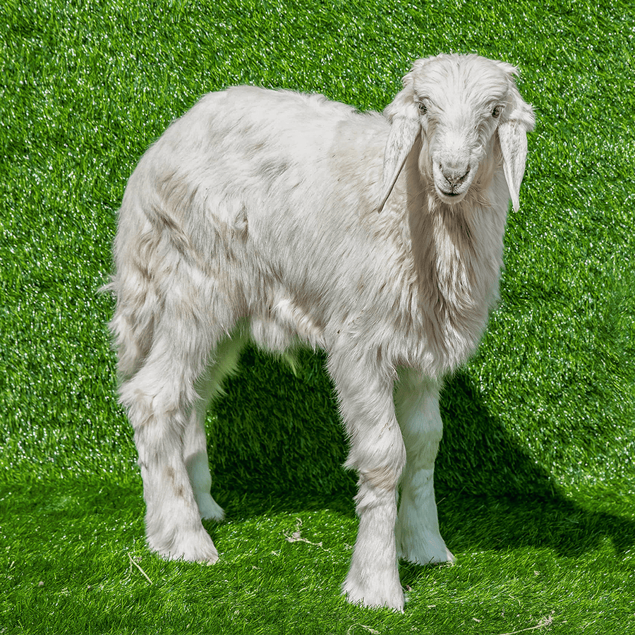 Sheep – Dabayehalwasmi