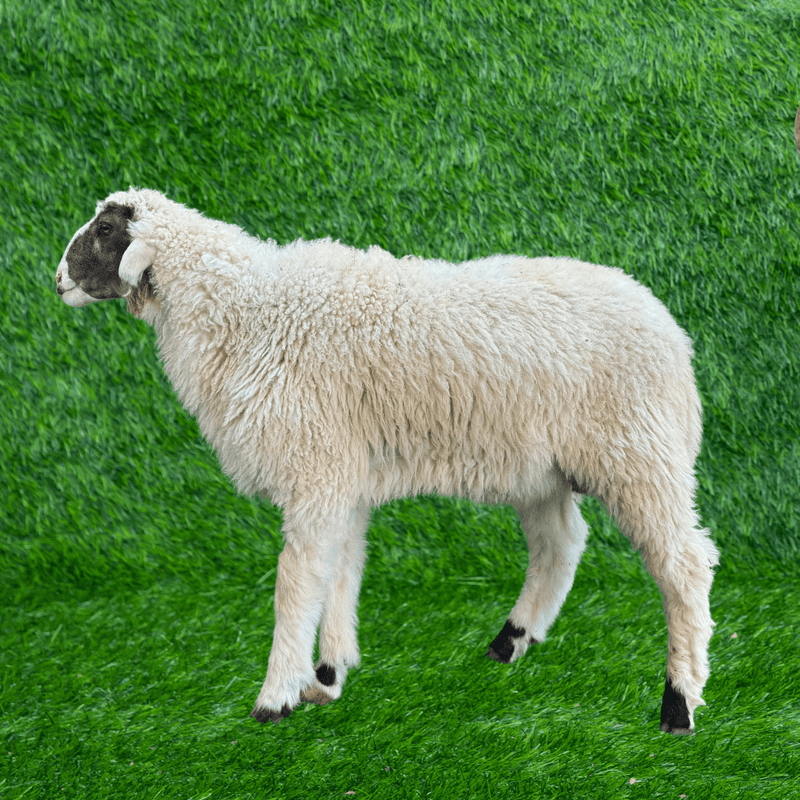 Buy Fresh Sheep Online UAE | Premium Lamb Delivery – Dabayeh Al Wasmi ...