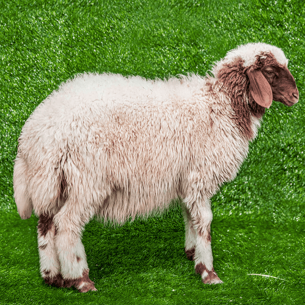 Buy Fresh Sheep Online UAE | Premium Lamb Delivery – Dabayeh Al Wasmi ...