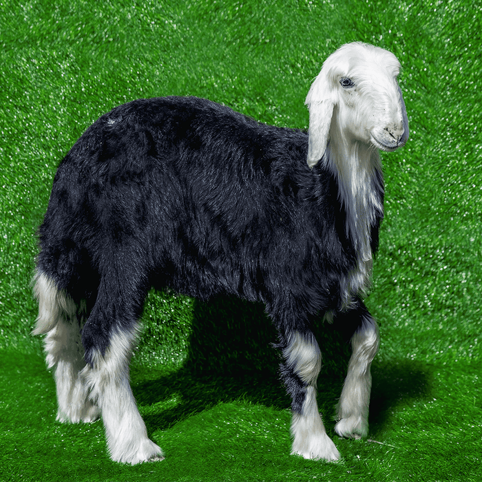 Sheep – Dabayehalwasmi