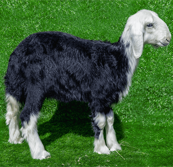 Najdi Sheep – Dabayehalwasmi