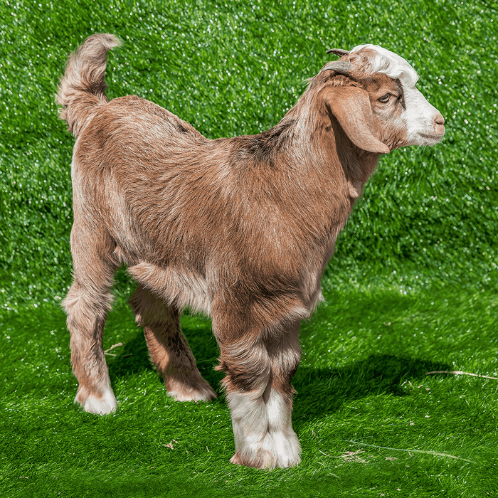 Goat – Dabayehalwasmi